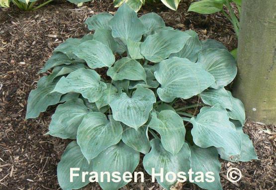 Hosta Rhapsody in Blue - Fransen Hostas